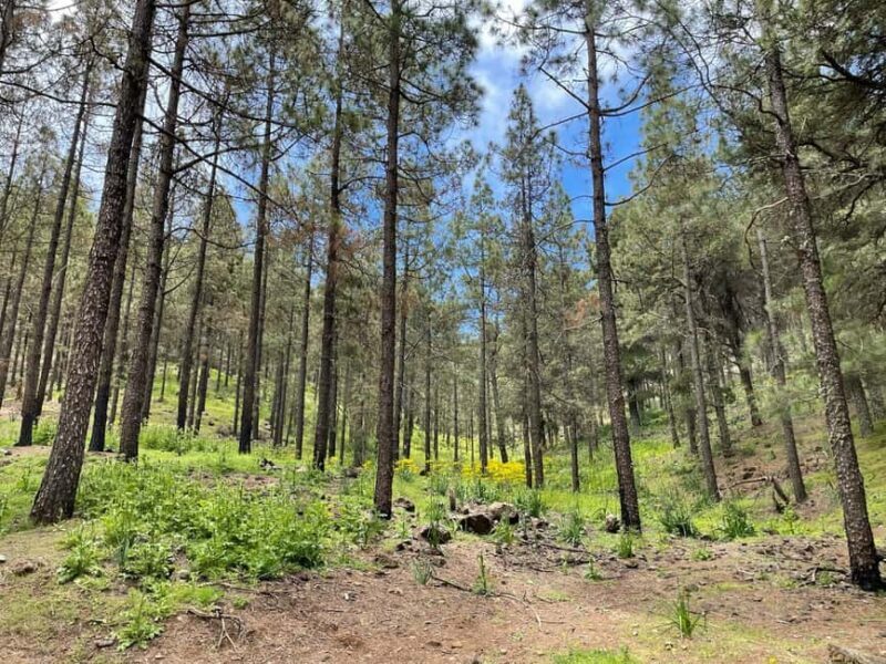 Gran Canaria: excursion to the Ventana del Nublo - Final Thoughts