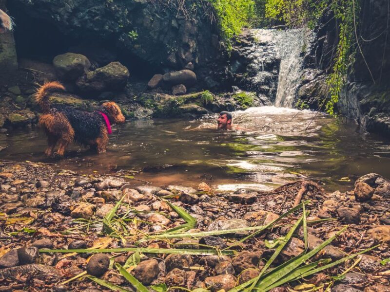 Gran Canaria: Guided Day Tour to Rainforest with Tasting - The Practicalities