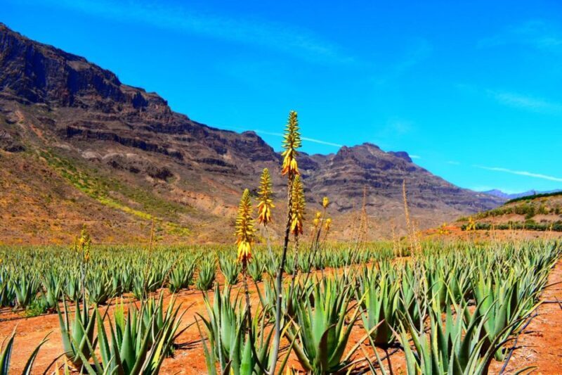 Gran Canaria Highlights Full-Day Tour by Bus - Final Thoughts