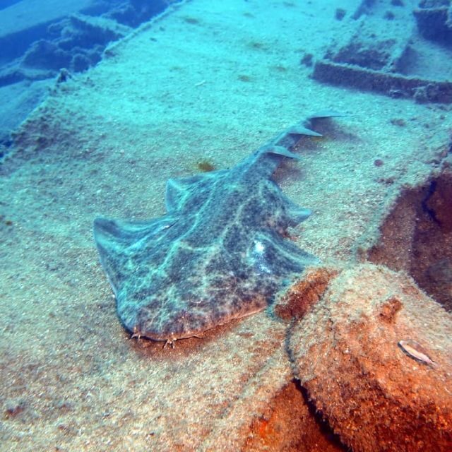 Gran Canaria: Morning Scuba Dive - An Honest Dive into the Gran Canaria Underwater Experience