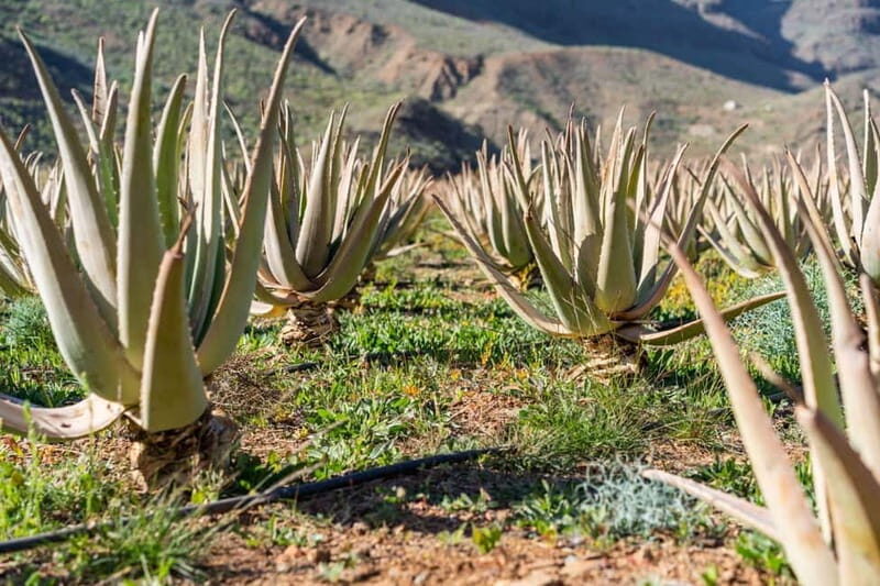 Gran Canaria Peaks in Minibus: Firgas, Teror, Aloe Vera tour - A Deep Dive into the Itinerary: What You Can Expect