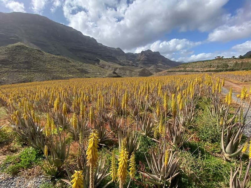 Gran Canaria Peaks in Minibus: Firgas, Teror, Aloe Vera tour - FAQs