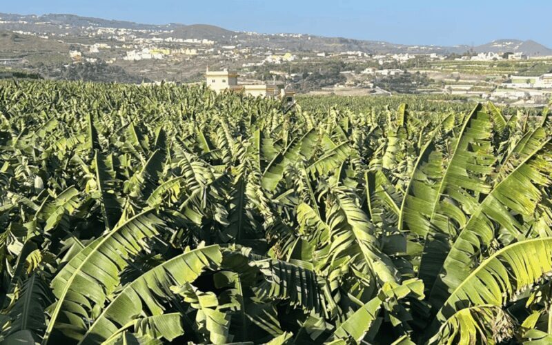 Gran Canaria: Rum, Wines and Banana Tour - A Detailed Look at the Tour Experience