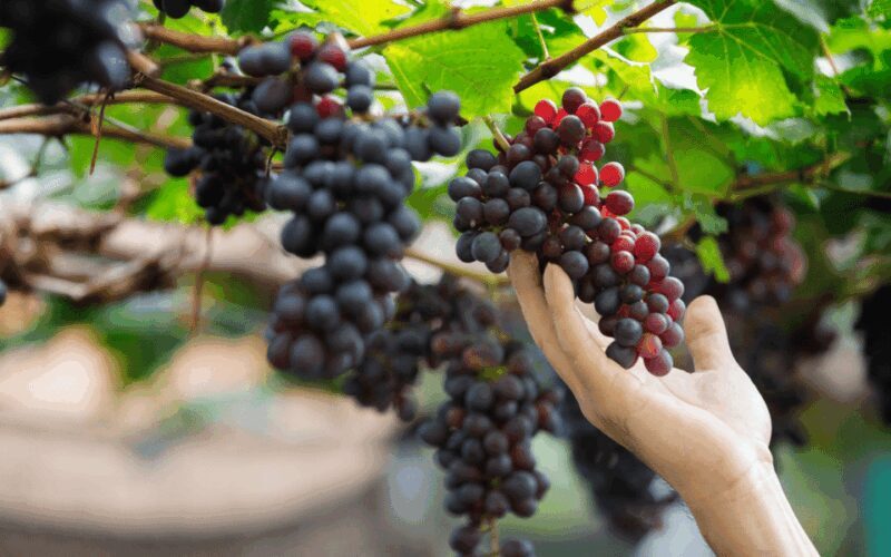 Gran Canaria: Rum, Wines and Banana Tour - Who Will Love This Tour?