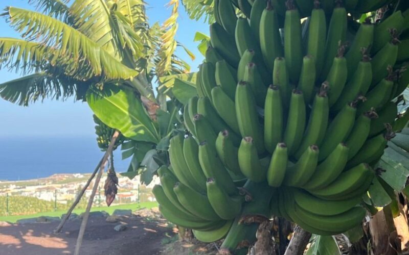 Gran Canaria: Rum, Wines and Banana Tour - Final Thoughts