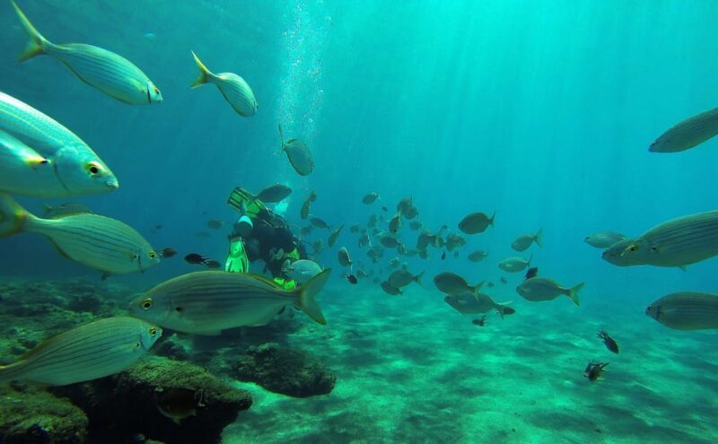 Gran Canaria Scuba Diving: 1-Day 2-Dive Package - Key Points