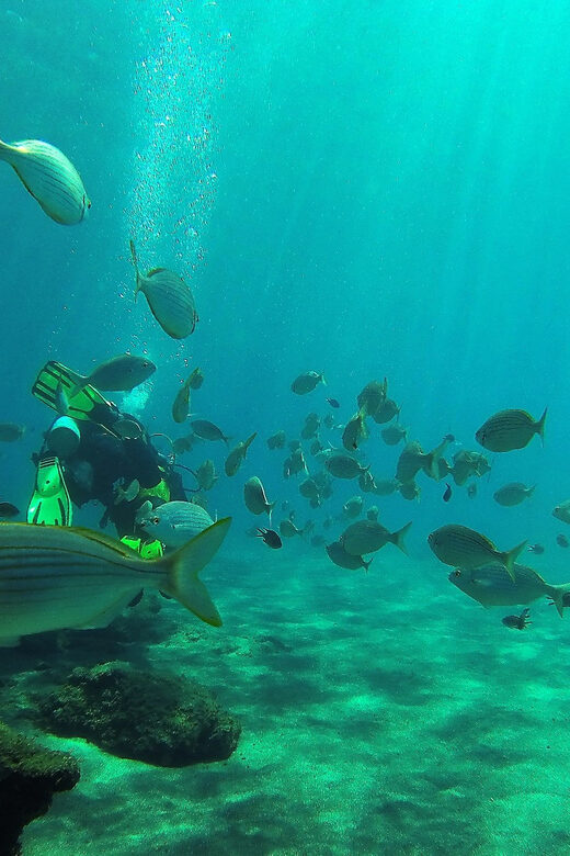Gran Canaria Scuba Diving: 1-Day 2-Dive Package - Final Thoughts: Is This Tour for You?