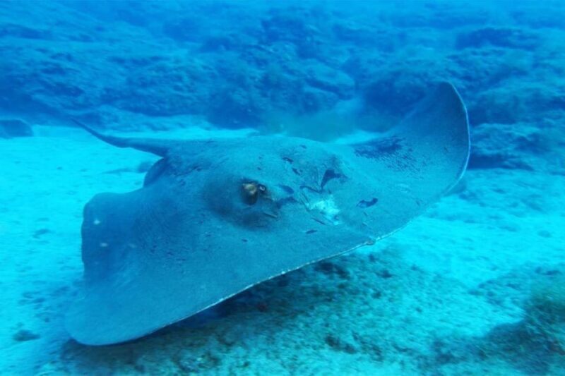 Gran Canaria: Scuba Diving for Beginners - Logistics: What Travelers Need to Know