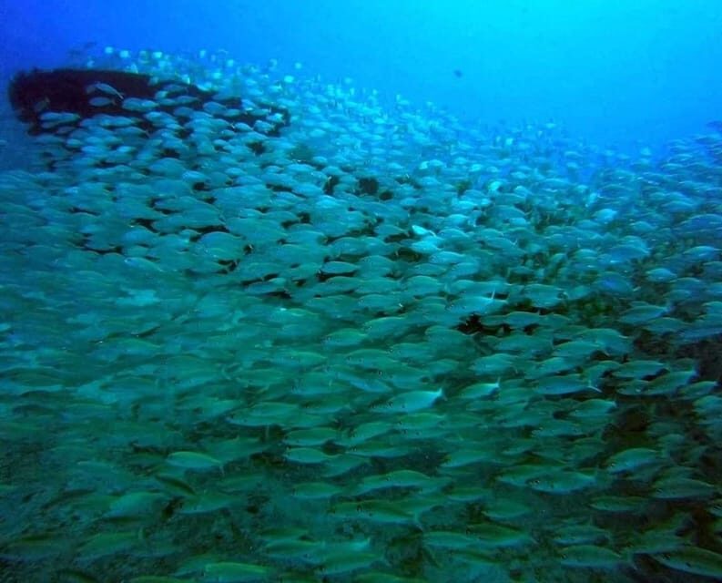 Gran Canaria: Scuba Diving for Beginners - Who Should Consider This?