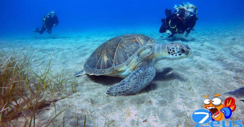 Gran Canaria Scuba Diving for Certified Divers - An In-depth Look at the Tour