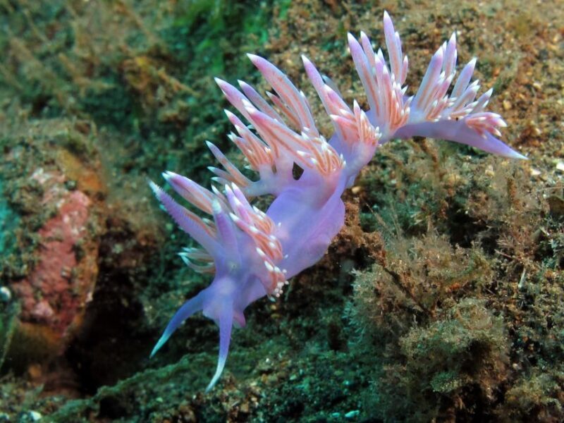 Gran Canaria Scuba Diving for Certified Divers - Why Choose This Tour?