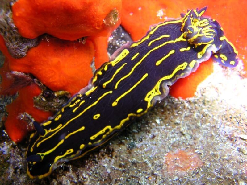 Gran Canaria Scuba Diving for Certified Divers - Who Should Consider This Tour?