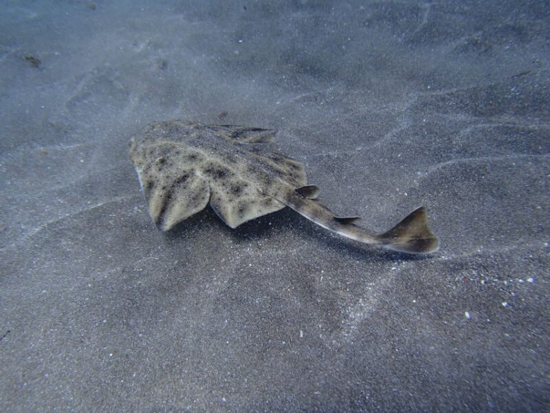Gran Canaria Scuba Diving for Certified Divers - Frequently Asked Questions