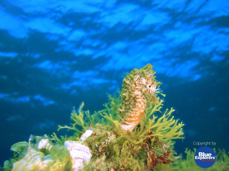 Gran Canaria Scuba Diving for Certified Divers - Final Thoughts