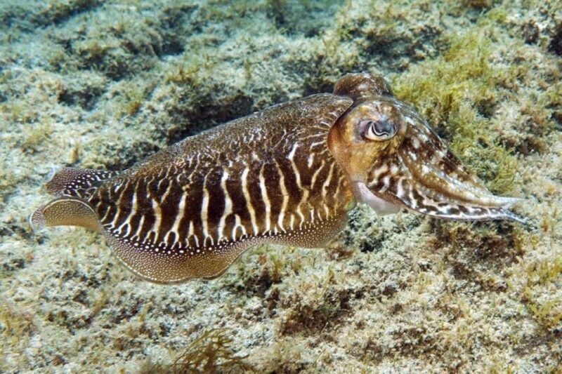 Gran Canaria: Snorkeling Trip - The Sum Up: Who Is This Tour For?