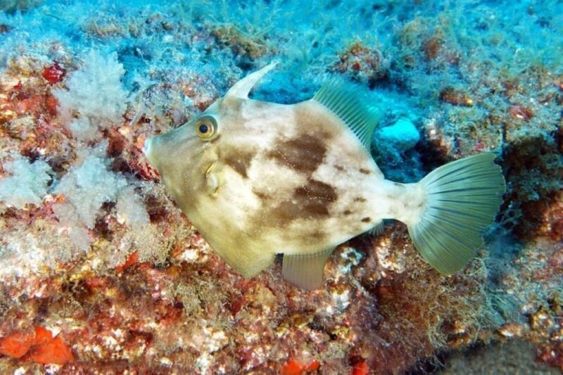 Gran Canaria: Snorkeling Trip - FAQ