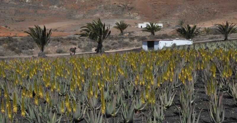Gran Canaria Tour: Past and Present - The Experience: Pros and Cons