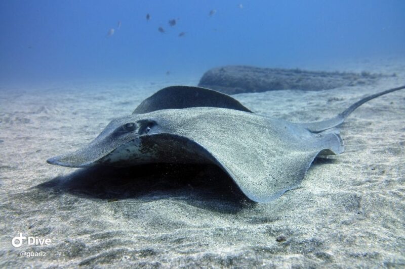 Gran Canaria: Try Scuba Diving for Beginners - The Practical Side: Transportation, Duration, and What’s Included