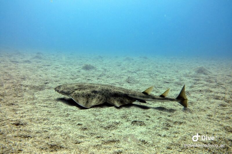 Gran Canaria: Try Scuba Diving for Beginners - FAQ