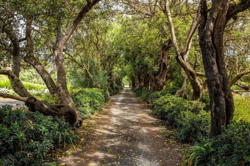 Gran Canaria: Winery Tour, Wine Museum, and Tasting - Authenticity and Authentic Experiences