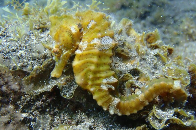 Gran Canaria:Live an Adventure and Learn to Dive with Expert - Post-Dive Relaxation & Refreshments