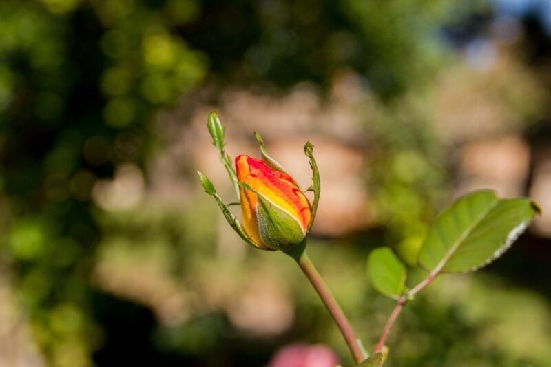 Granada: Alhambra Gardens, Generalife & Alcazaba Guided Tour - Authentic Experiences and Real Traveler Feedback