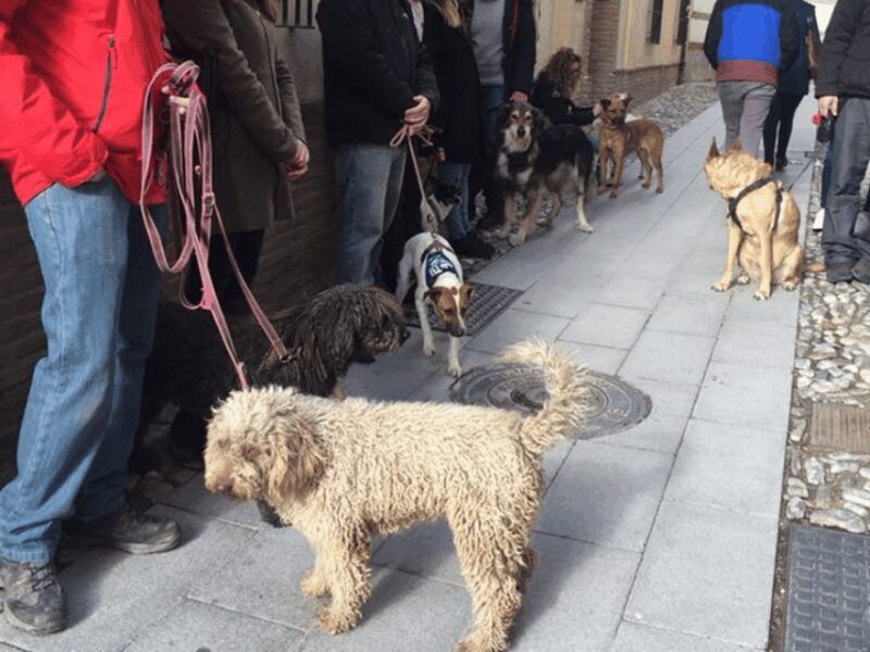 Granada: Guided Realejo Tour with Pets - Who is this tour perfect for?