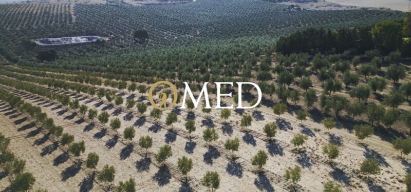 Granada in EVOO: Become a real olive harvester for a day - Key Points