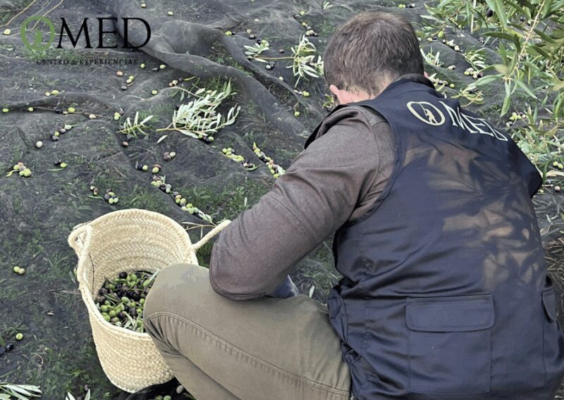 Granada in EVOO: Become a real olive harvester for a day - Cost and Value Analysis