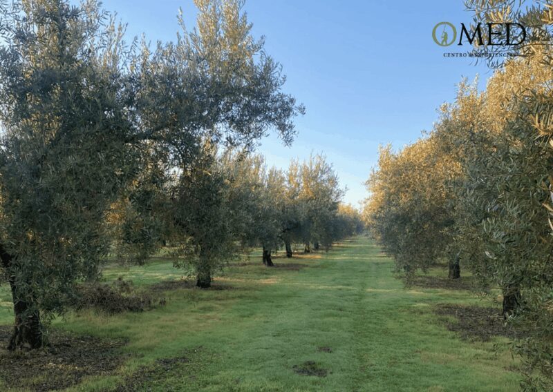 Granada in EVOO: Olive grove guided tour and sensory tasting - A Deep Dive into the Experience