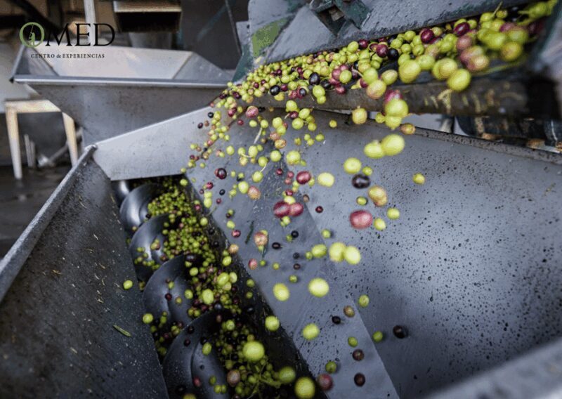 Granada in EVOO: Olive grove guided tour and sensory tasting - Who It’s Best For