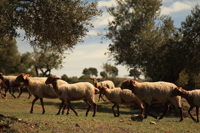 Granada: Nature, Wildlife and Authentic Villages E-bike Tour - Summary: Who Is This Tour Best For?