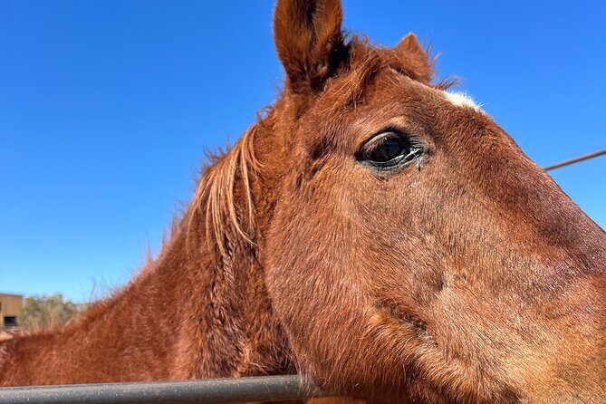 Grand Canyon ATV Tour + Horseback Riding Tour - Lunch, Rest, and Reflection