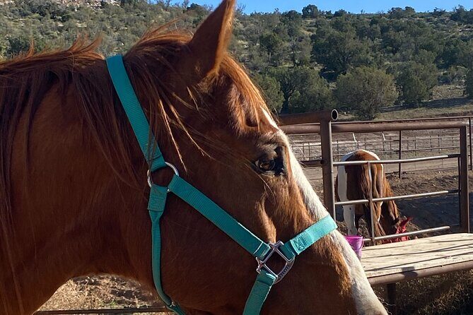 Grand Canyon ATV Tour + Horseback Riding Tour - What Sets This Tour Apart?
