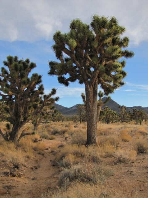 Grand Canyon Hoover Dam and Joshua Tree VIP Small Group Tour - FAQ