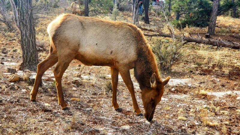 Grand Canyon South Rim Tour with Lunch included - The Authentic Experience from a Local Perspective