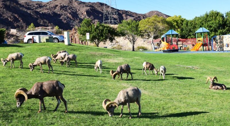 Grand Canyon West & Hoover Dam Combo Tour - Who Will Love This Tour?