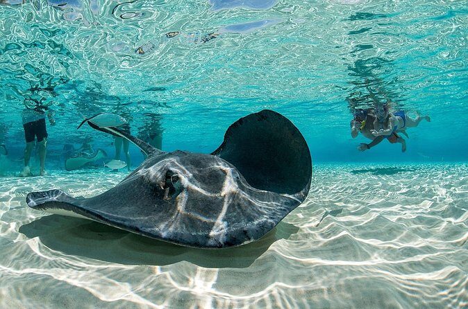 Grand Cayman 2 in 1 Combo Adventure: Stingrays & Reef Snorkeling - The Sum Up: A Compact, Authentic Cayman Marine Experience