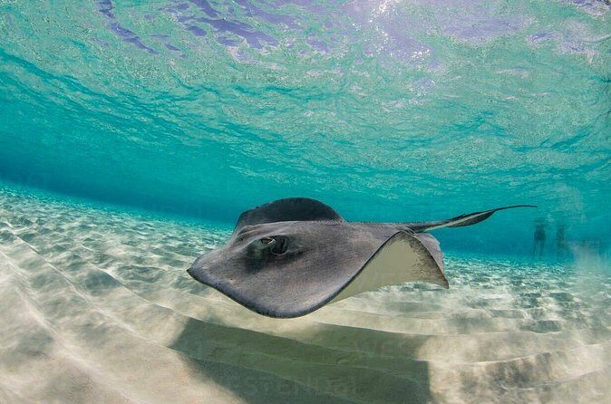 Grand Cayman Stingray City and Reef Snorkeling Combo Tour - Final Thoughts: Who Will Benefit Most?