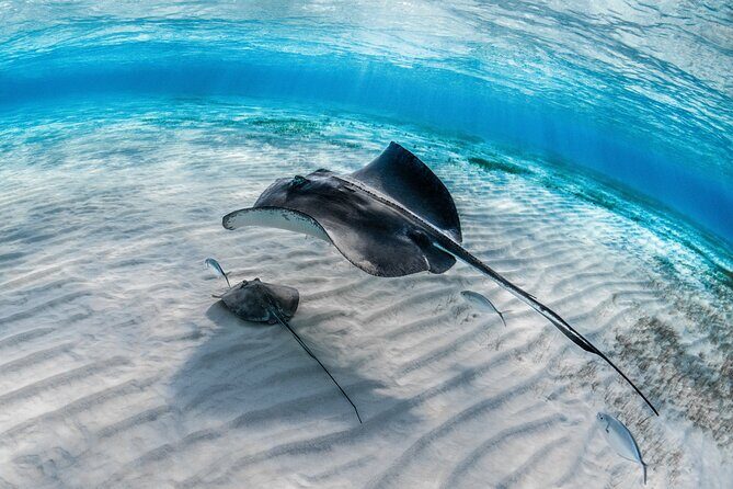 Grand Cayman Stingray City Sandbar Adventure - Who Will Love This Tour?