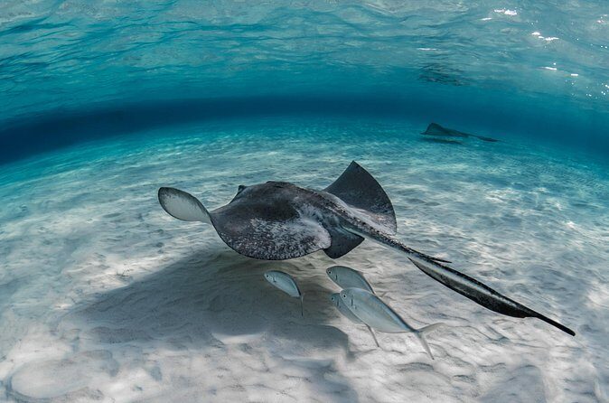 Grand Cayman Stingray City Sandbar Adventure - Who Might Want to Look Elsewhere?