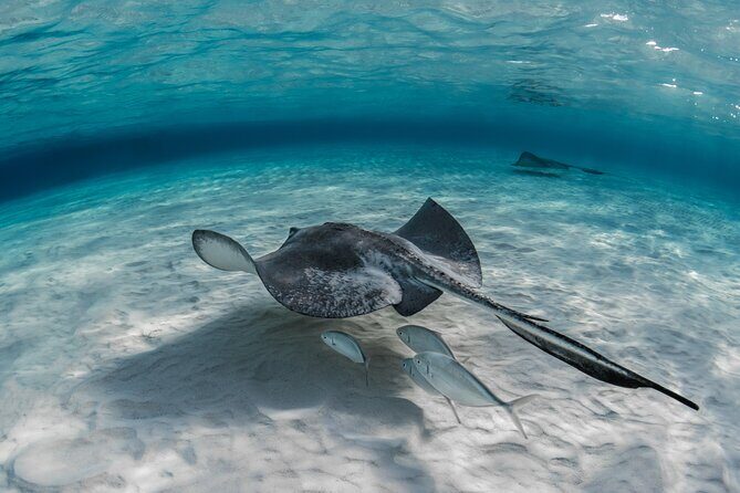 Grand Cayman Stingray City Sandbar Adventure - Frequently Asked Questions