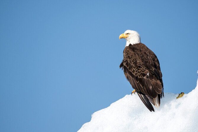 Grand Teton and its Wildlife: Private Guided Tour - Exploring the Grand Teton Guided Tour in Depth