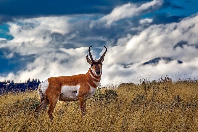 Grand Teton and its Wildlife: Private Guided Tour - The Sum Up
