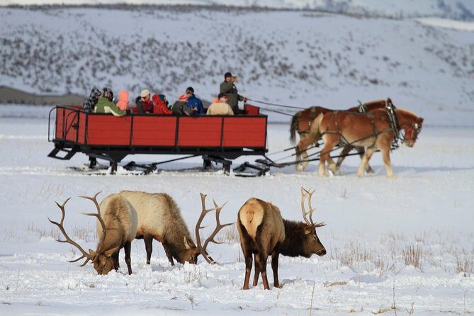 Grand Teton and National Elk Refuge Winter Wonderland Full Day Adventure - What the Reviews Say About the Experience