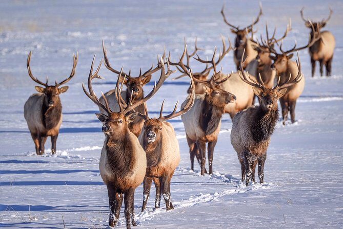 Grand Teton and National Elk Refuge Winter Wonderland Full Day Adventure - Final Thoughts: Who Should Consider This Tour?