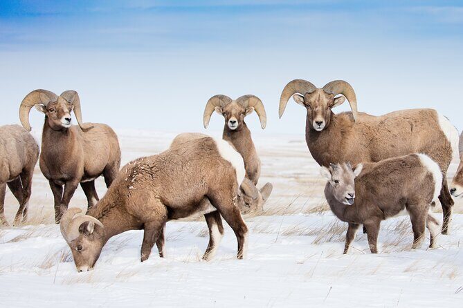 Grand Teton and Native American Petroglyph Tour - The Value of Small-Group Tours in Nature Adventures