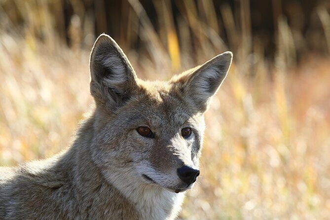 Grand Teton and Yellowstone Self-Guided Driving Tours Bundle - Taggart Lake Trailhead