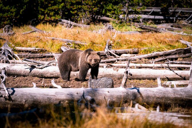 Grand Teton and Yellowstone Self-Guided Driving Tours Bundle - Colter Bay & Jackson Lake Overlook
