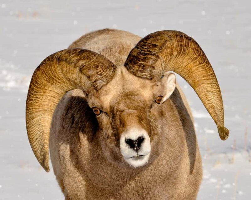 Grand Teton National Park: 8-Hour Willdlife & Snowshoe Tour - An In-Depth Look at the Tour Experience